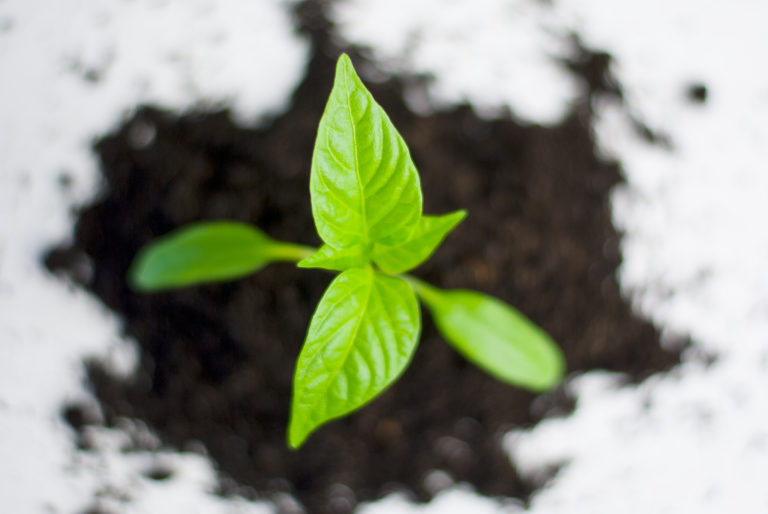 Green Events for a Greener Planet – Cheers and Confetti Blog by Eventective