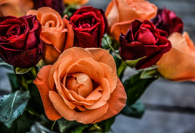 Say it With a Rose: Choosing the Right Rose Color – Cheers and Confetti ...